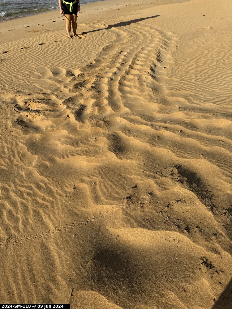 SM118 - Nest Tracker