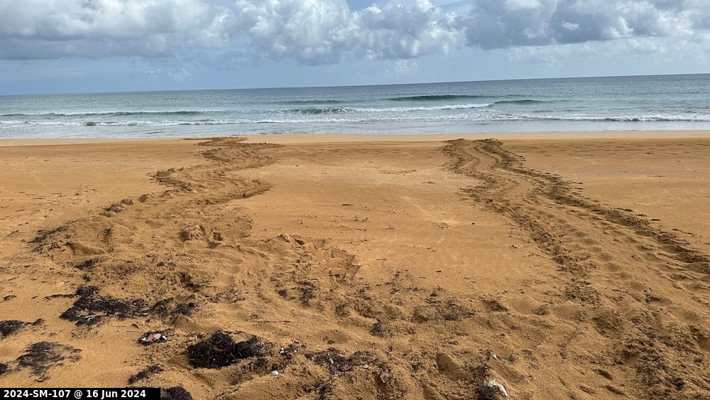 SM107 - Nest Tracker